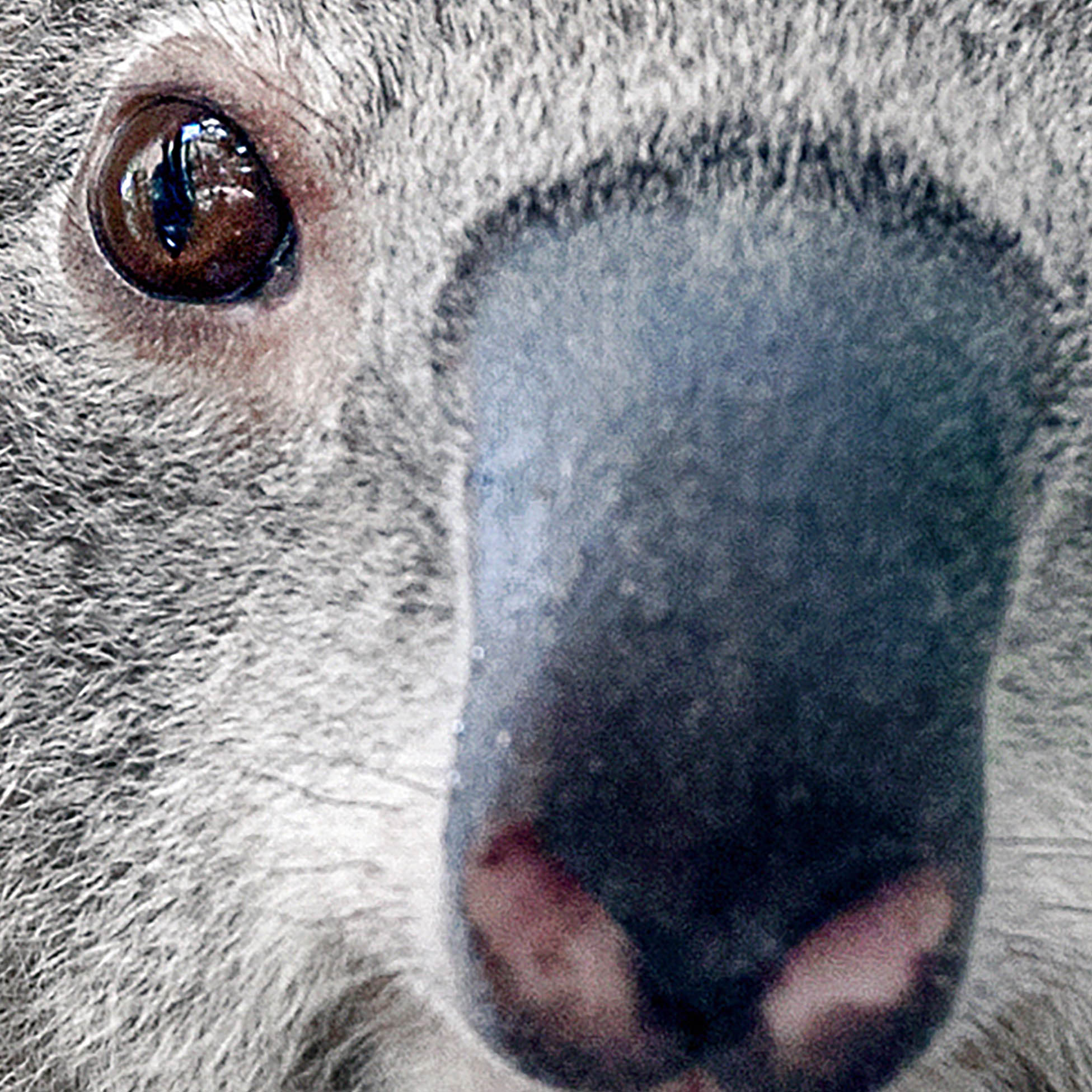 Fototapeta Koala | Shopni si - Samolepky nejen na zeď